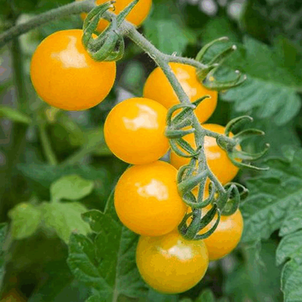 Tomate cherry amarillo – Sra. Huerta