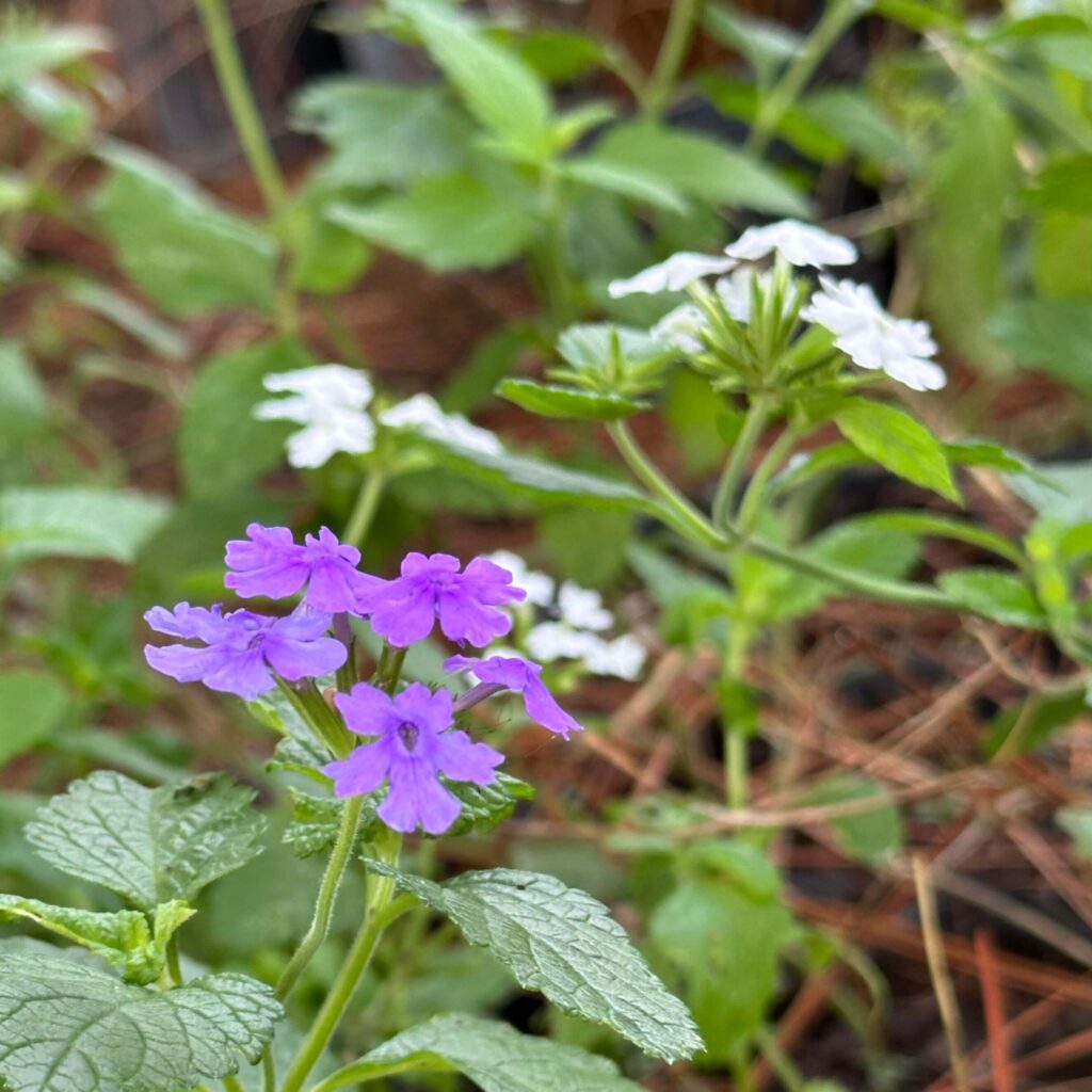 Verbena rastrera – Sra. Huerta